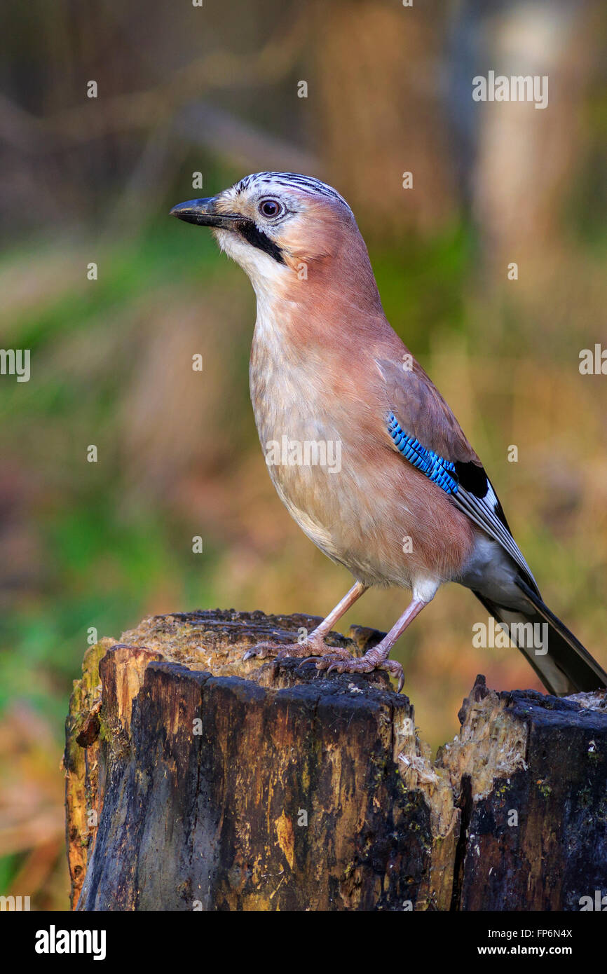 Jay perched on a tree stump close-up Stock Photo - Alamy