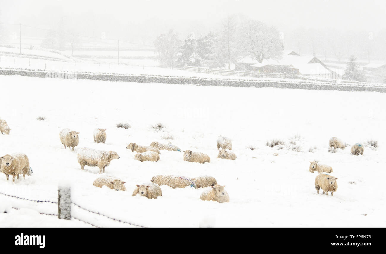 Sheep in a cold white winter Yorkshire landscape Stock Photo - Alamy