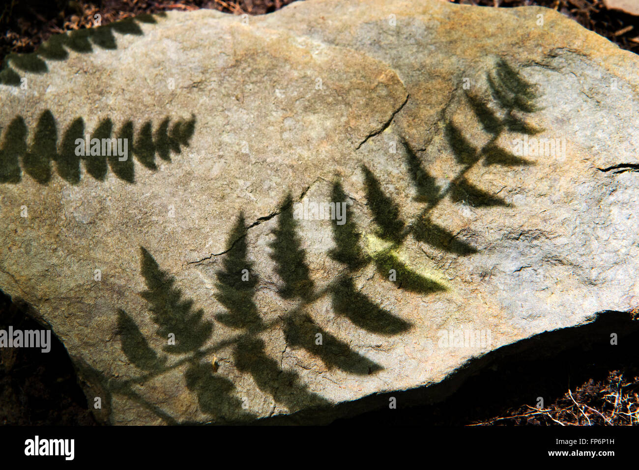 Ferns growing on forest floor hi-res stock photography and images - Alamy