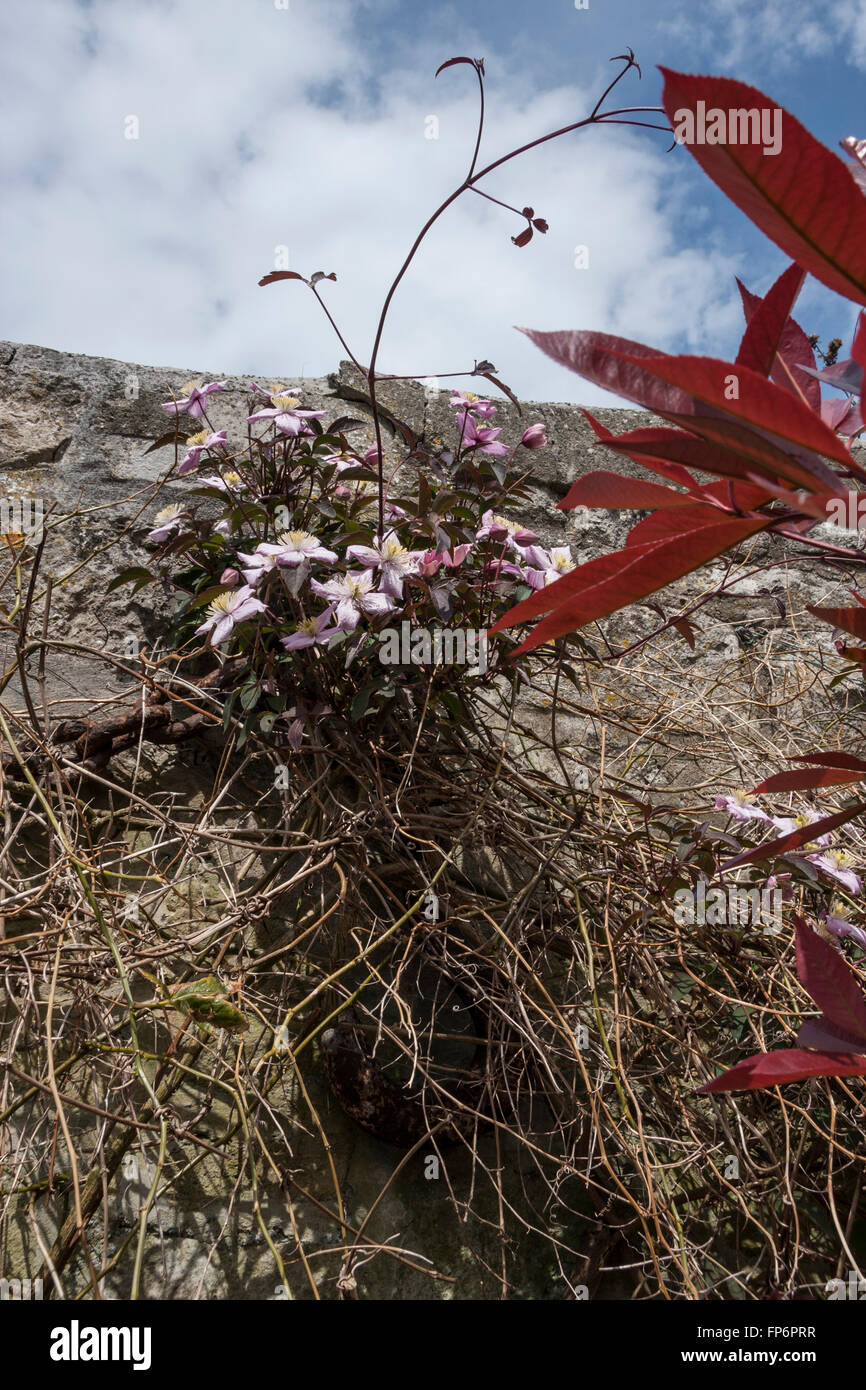 Clematis climbing wall flower hi-res stock photography and images - Alamy
