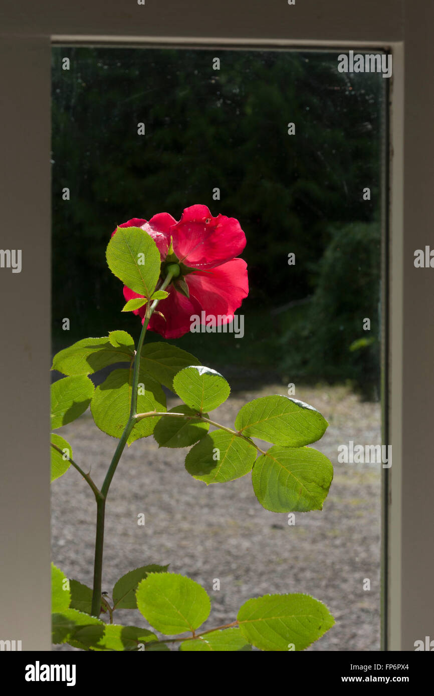 A red rose through a window frame Stock Photo - Alamy