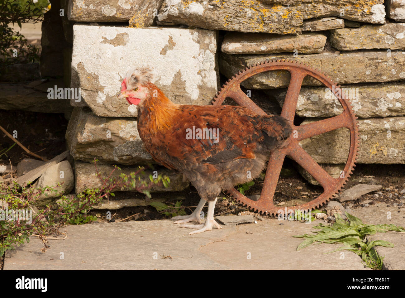 Chicken stone wall hi-res stock photography and images - Alamy