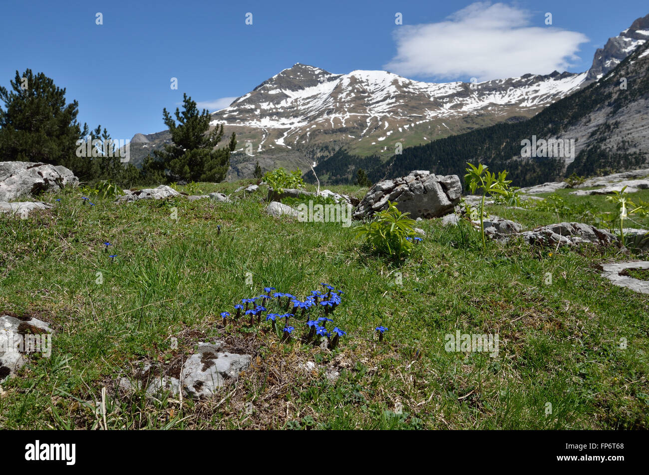 Flowering slope in the spring mountains Stock Photo - Alamy