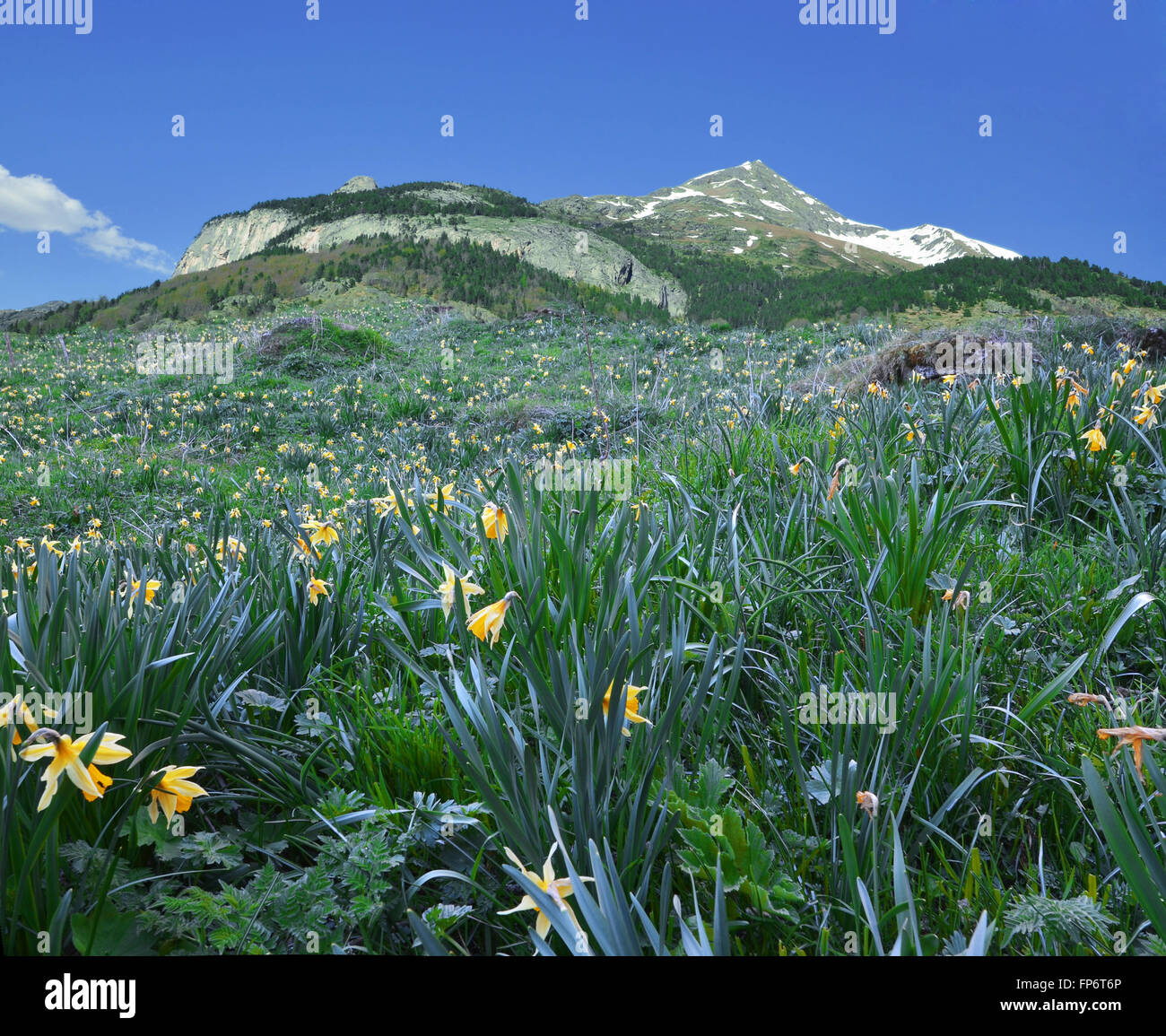 Flowering slope in the spring mountains Stock Photo - Alamy