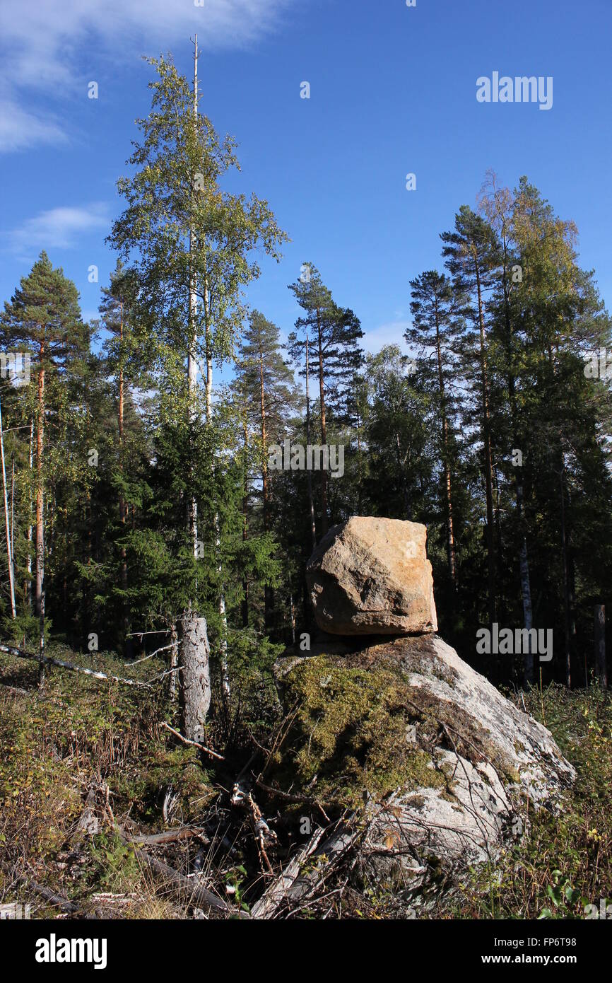 A rock and a tree on a forest clearing in sweden Stock Photo - Alamy