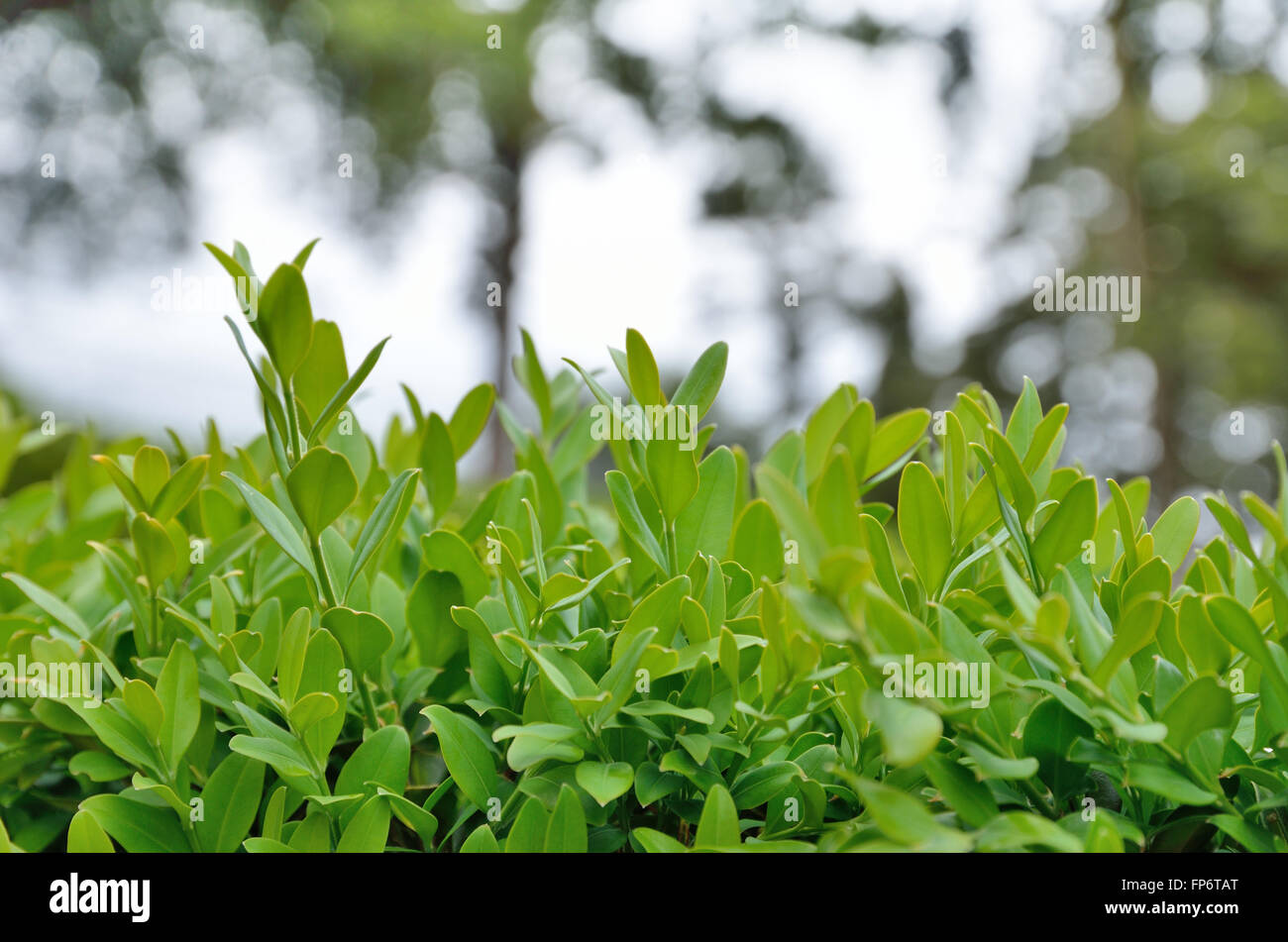 Lush twigs hi-res stock photography and images - Alamy
