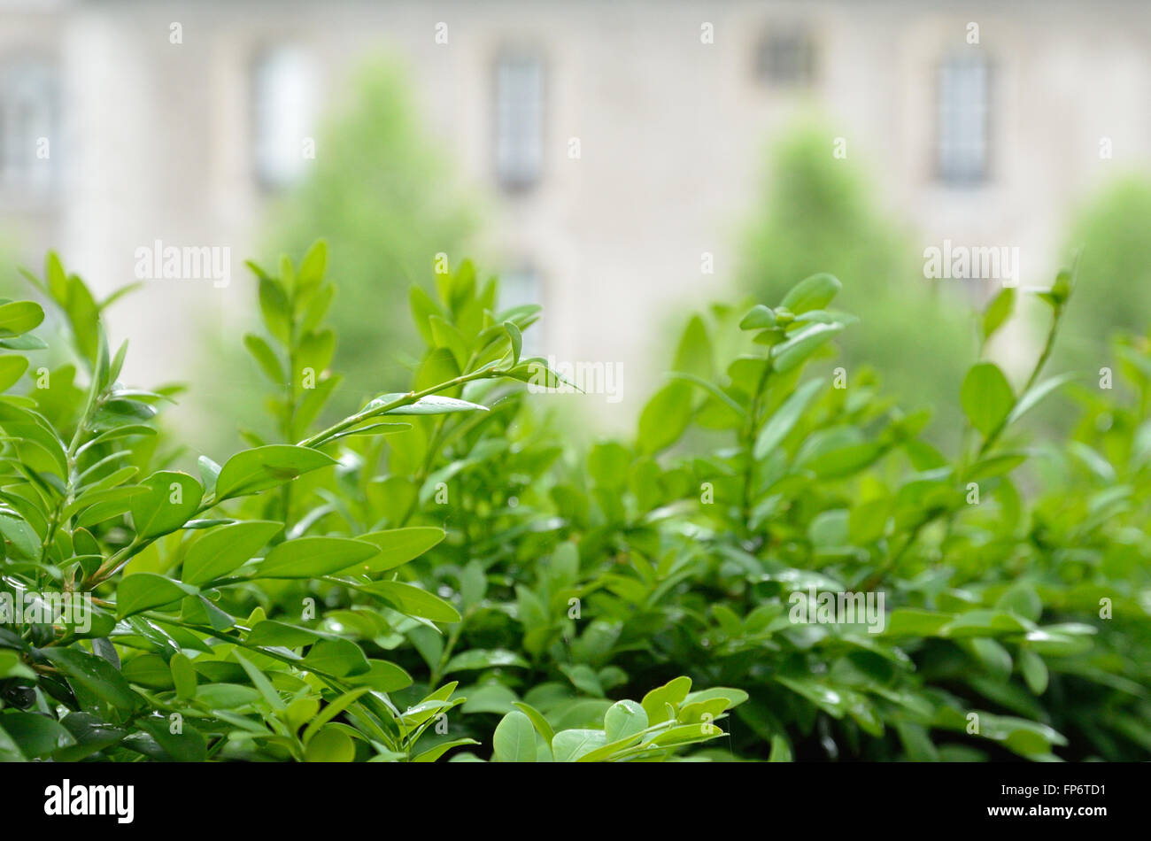Green twigs in the spring garden Stock Photo - Alamy