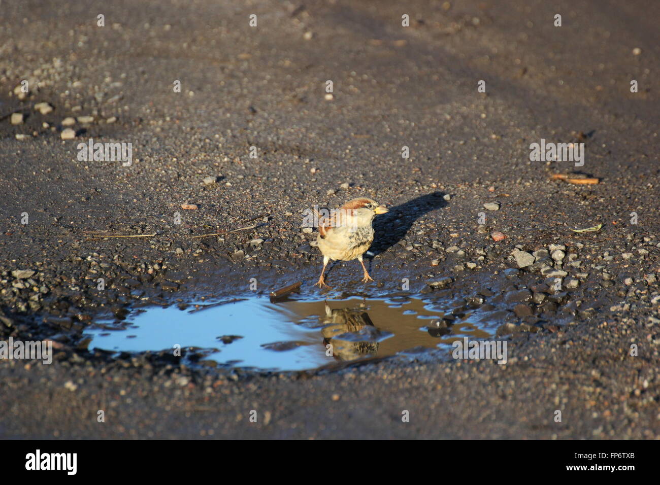 A house sparrow drinking from a puddle Stock Photo - Alamy
