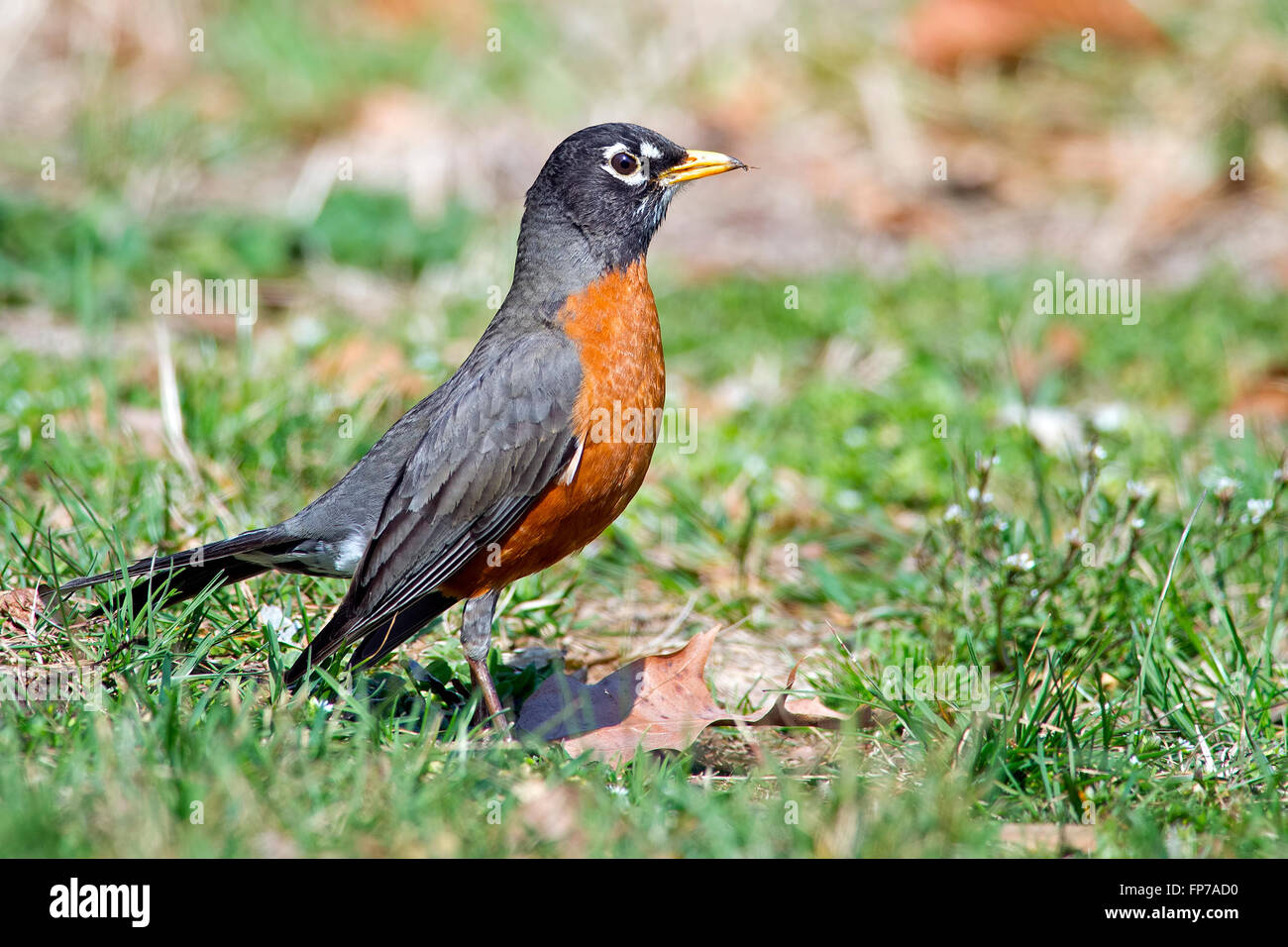 American robin hi-res stock photography and images - Alamy
