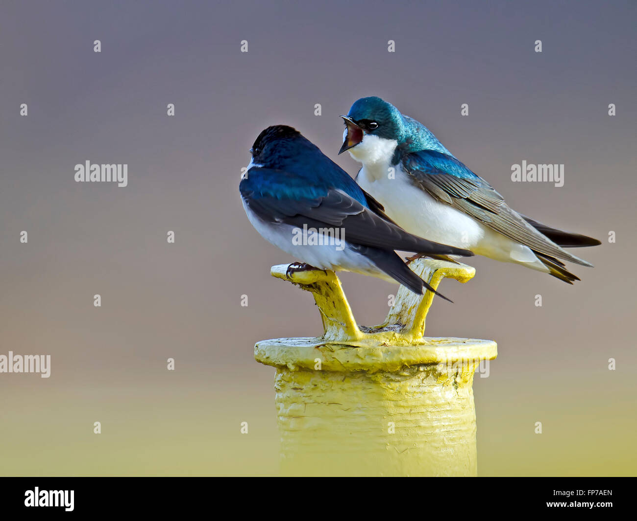 Tree Swallows High Resolution Stock Photography and Images - Alamy