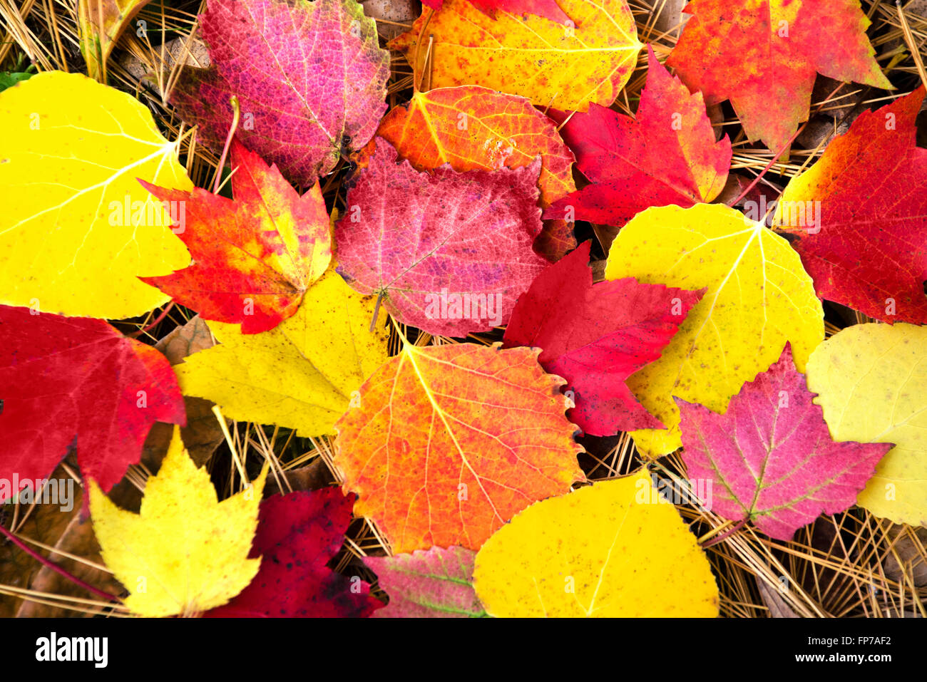 Assortment of leaves hi-res stock photography and images - Alamy