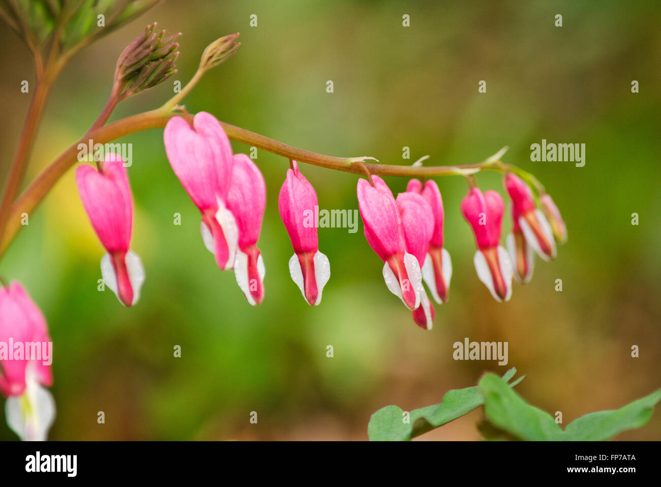 Bleeding hearts in garden hi-res stock photography and images - Alamy