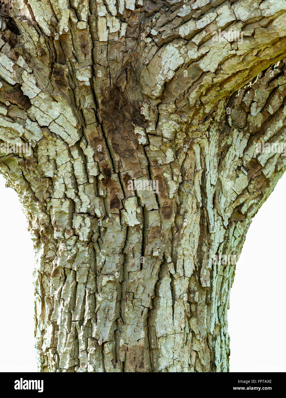 Walnut tree bark hi-res stock photography and images - Alamy