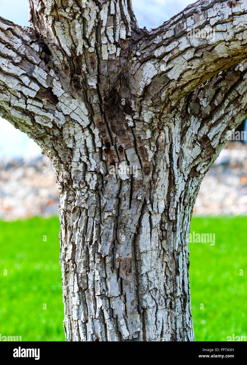 Young Walnut Tree Bark