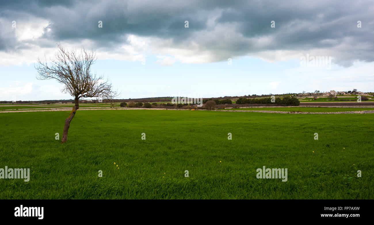 Winter in Apulia. Old trullo house and trees in country near Bari ...