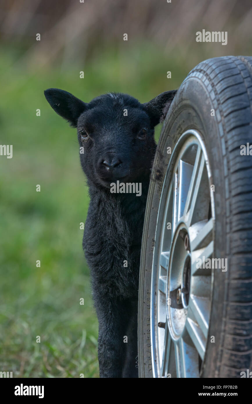 Black lamb hi-res stock photography and images - Alamy