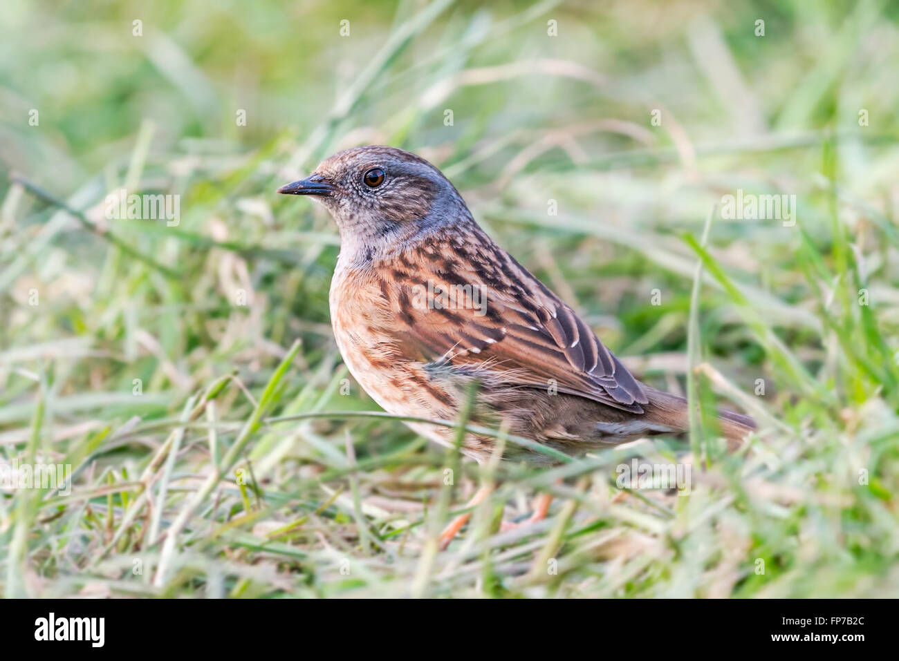 Dunnock bird hi-res stock photography and images - Alamy