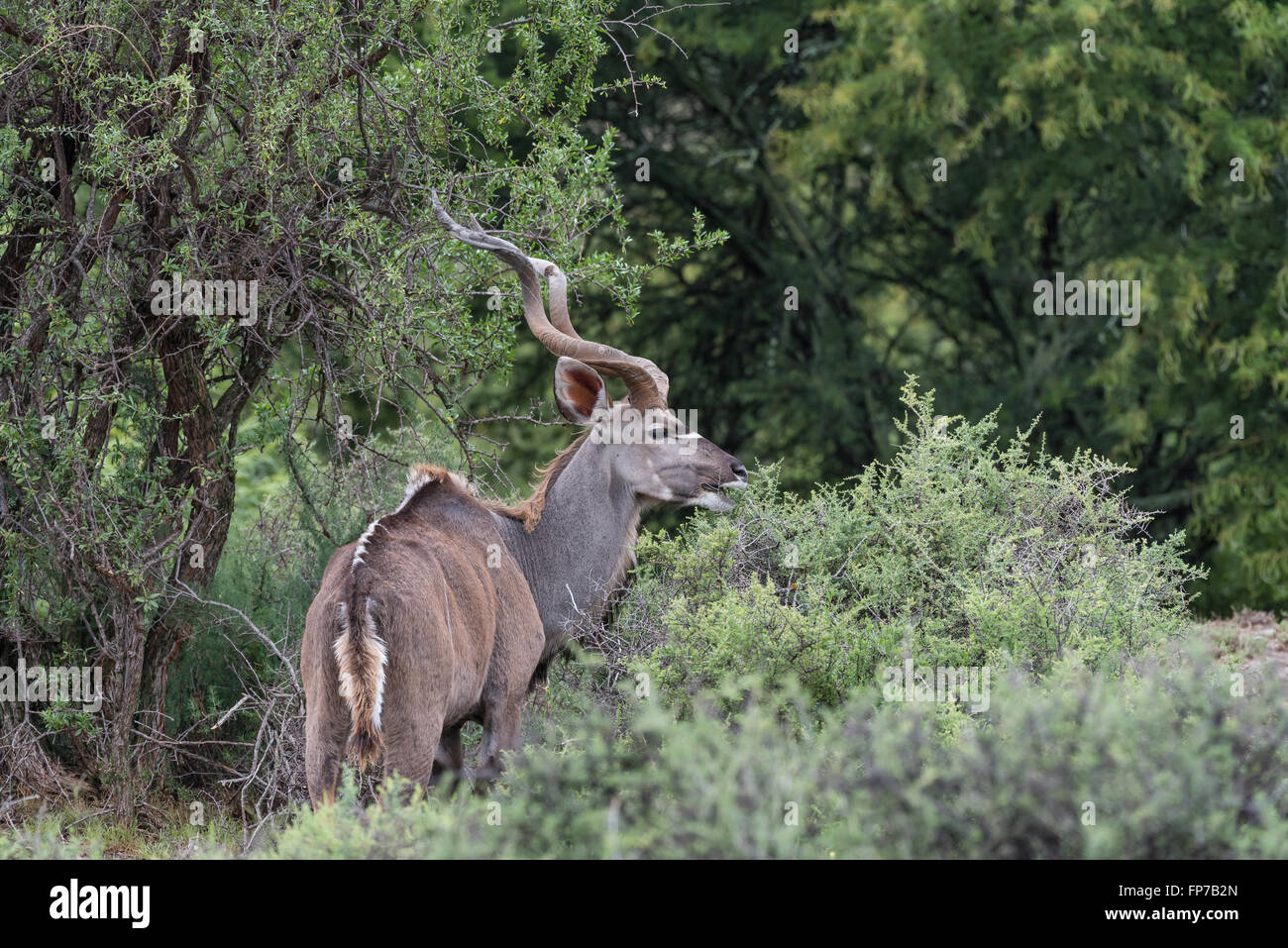 A kudu bull browsing in the Mountain Zebra National Park near Cradock ...