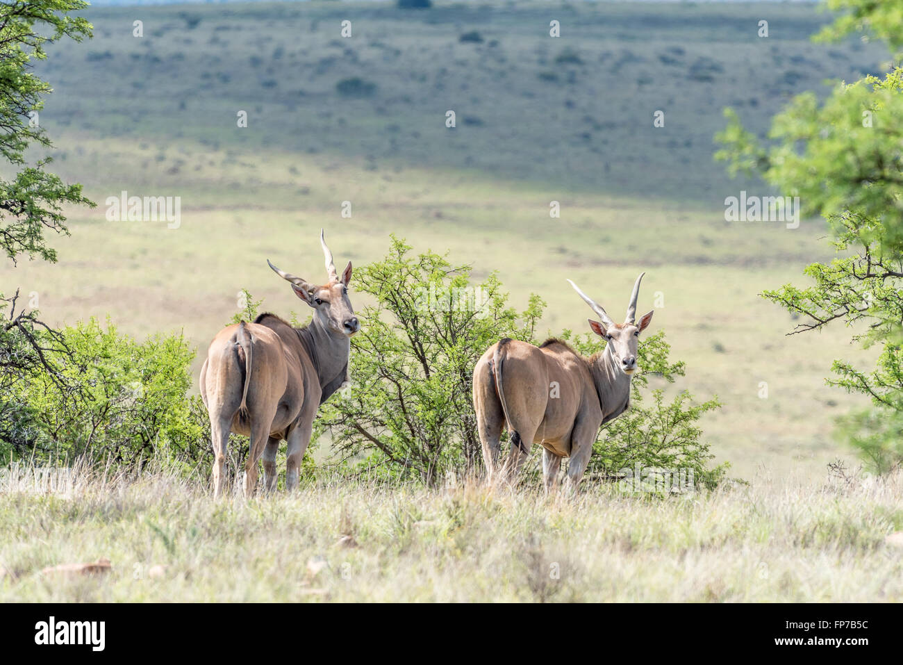 Two eland hi-res stock photography and images - Alamy