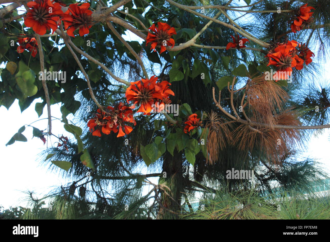 Red flowers on tree with green leaves Stock Photo - Alamy