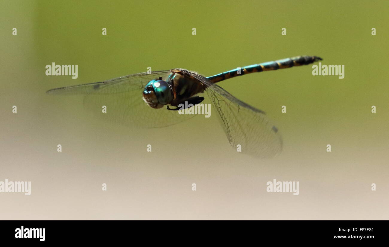Australian Dragonfly High Resolution Stock Photography and Images - Alamy