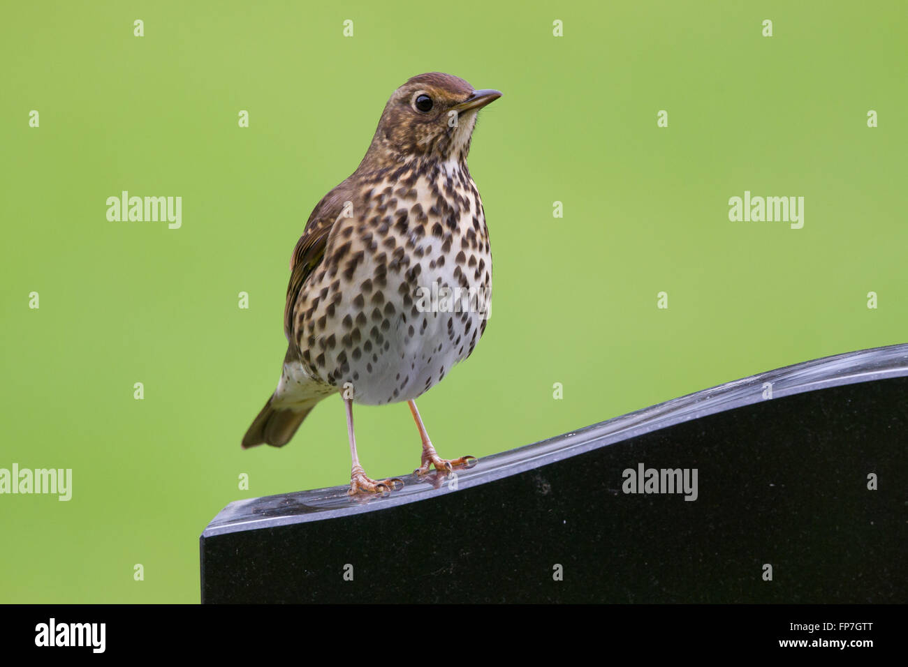 Thrush birds hi-res stock photography and images - Alamy