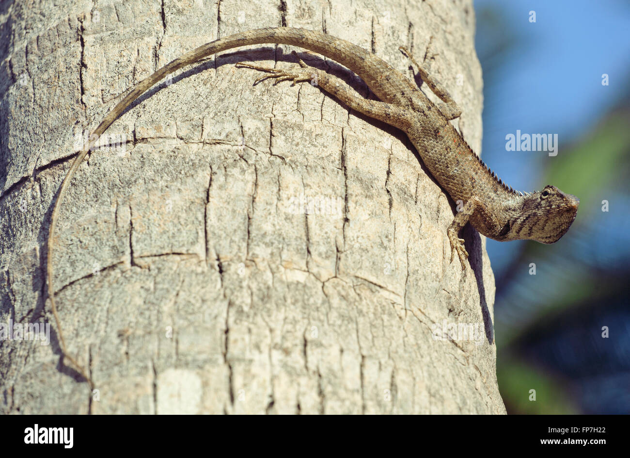 medium lizard in wild nature on palm tree Stock Photo - Alamy