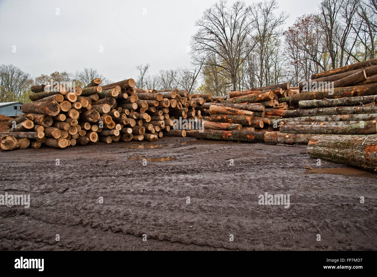 Stacks of Logs Awaiting Conversion to Lumber Stock Photo - Alamy