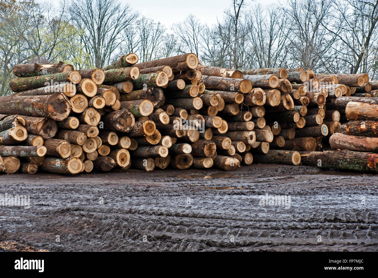 Stacks of Newly Cut Logs Stock Photo - Alamy
