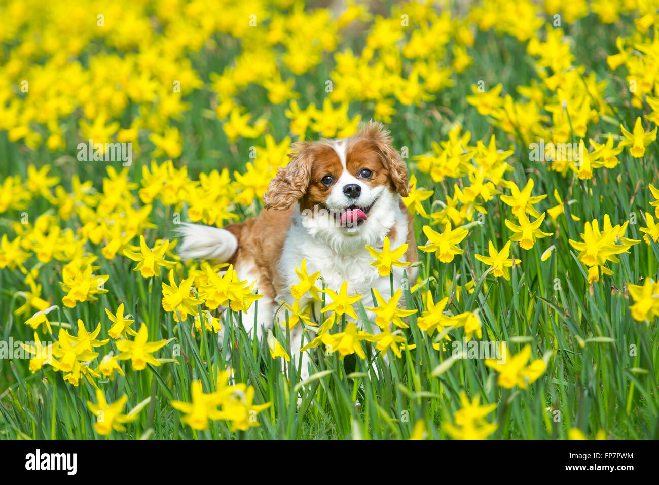 King charles cavalier dog hi-res stock photography and images - Alamy