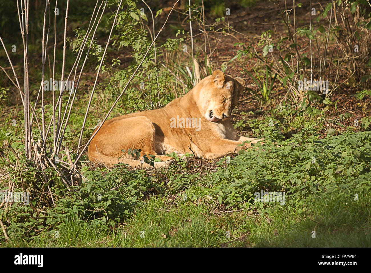 Lion washing hi-res stock photography and images - Alamy