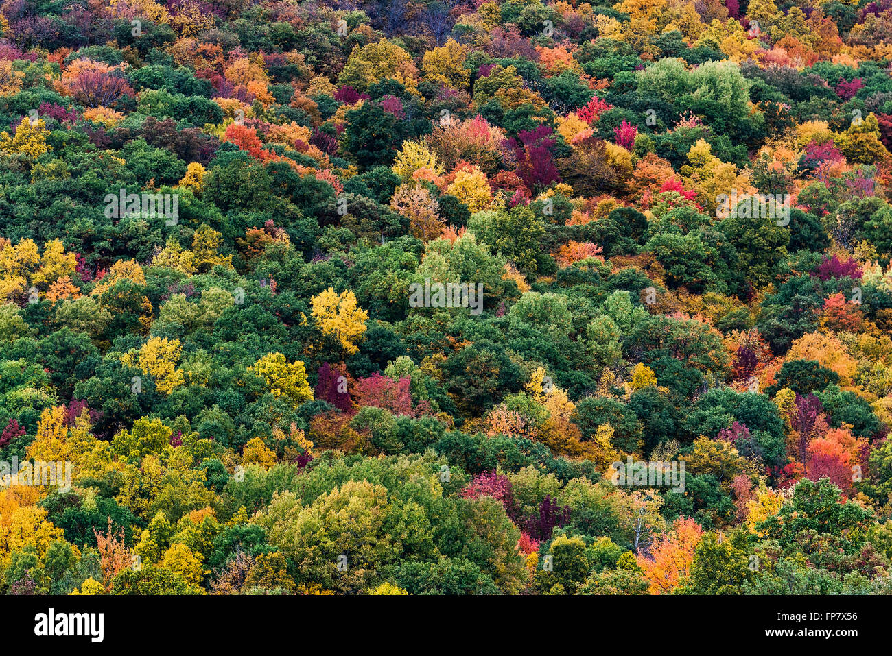 Abstract of colorful autumn trees on a mountainside, West Rutland ...