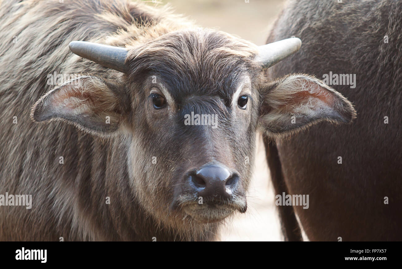 photo of a young Water Buffalo Stock Photo - Alamy