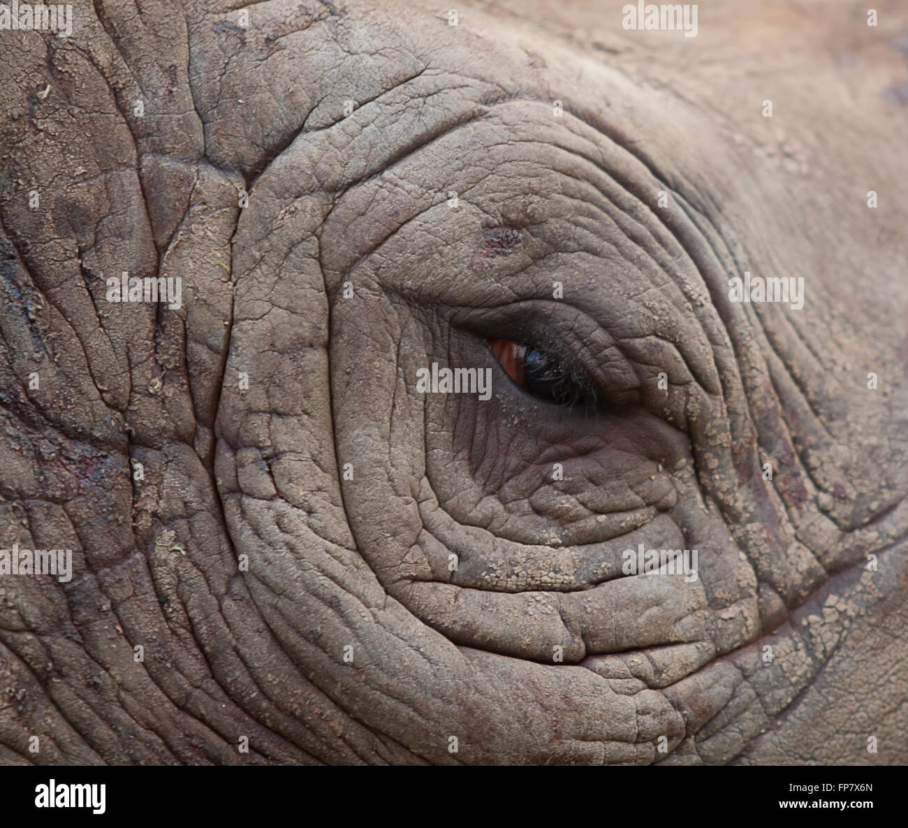 photo of the eye of a Black Rhino Stock Photo - Alamy