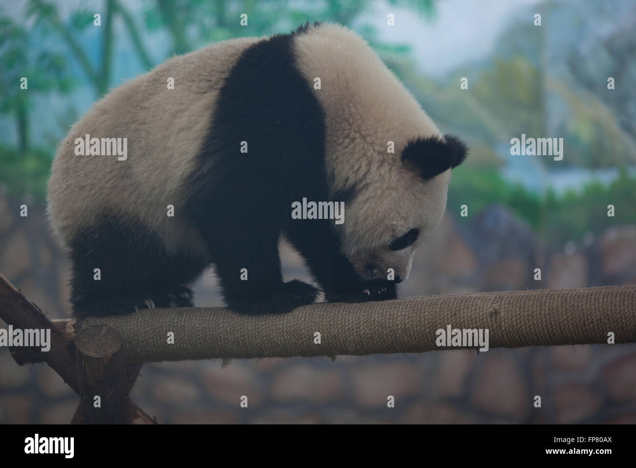 Zoo animal behavior hi-res stock photography and images - Alamy