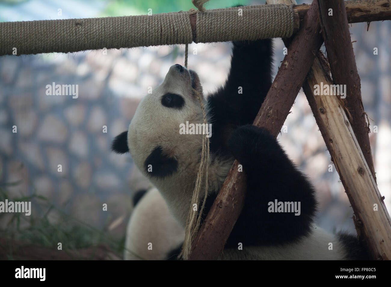 Hanging log hi-res stock photography and images - Alamy