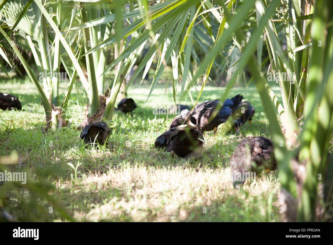 The yard bird hi-res stock photography and images - Alamy
