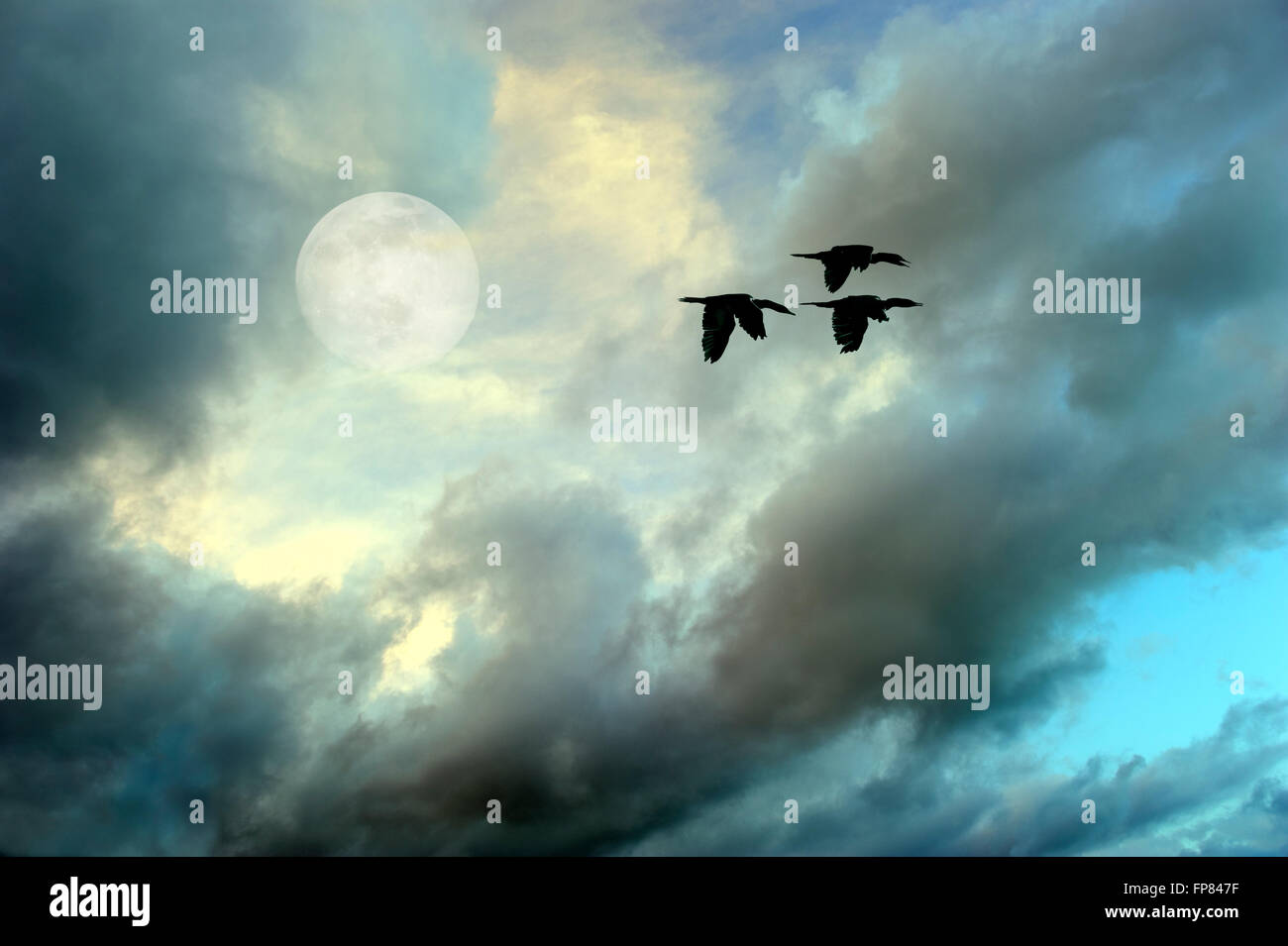 Bird migration is three birds flying during the migrating season Stock ...