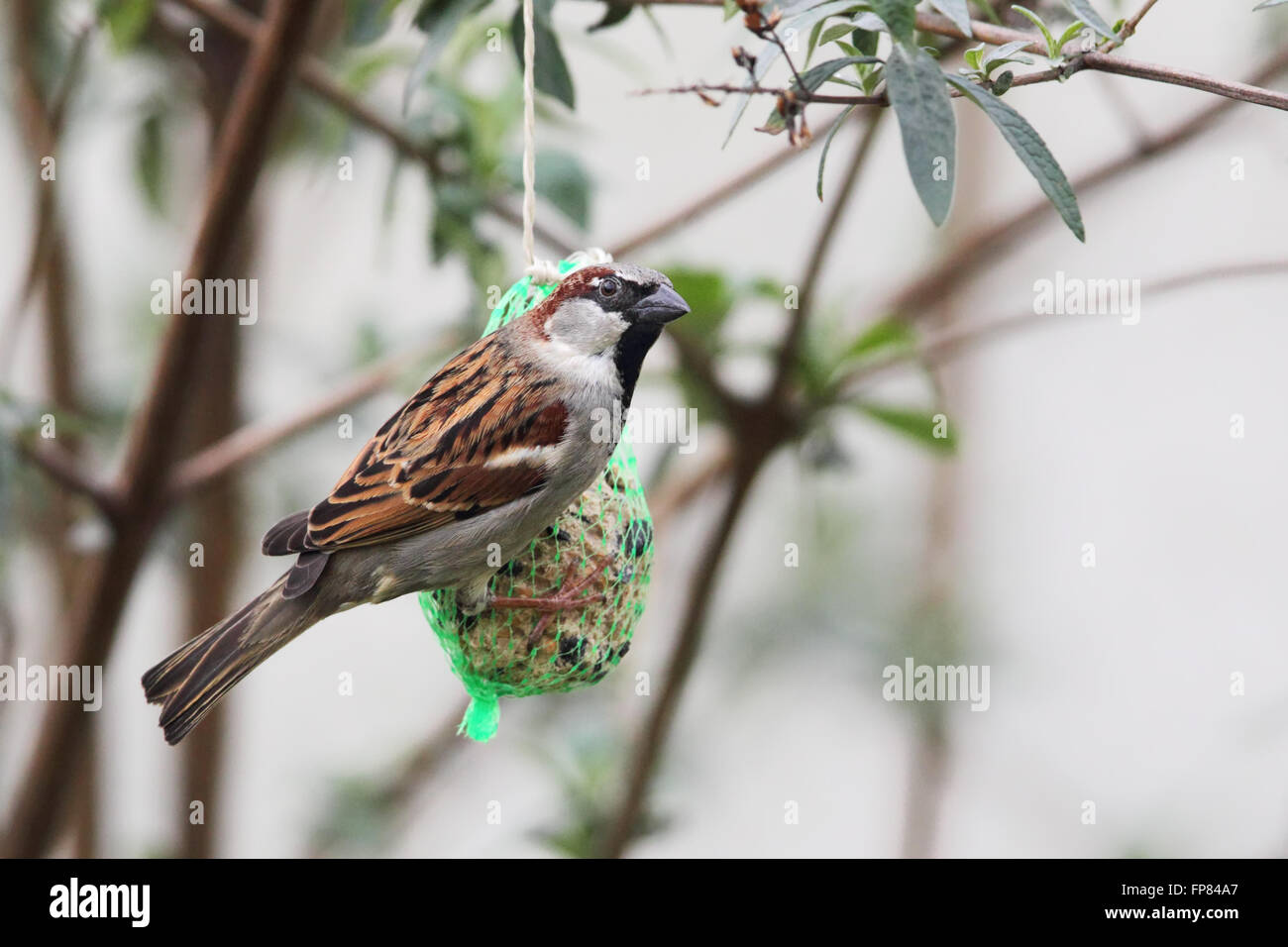 House Sparrow (Passer domesticus) feeding on a fat ball in the garden ...