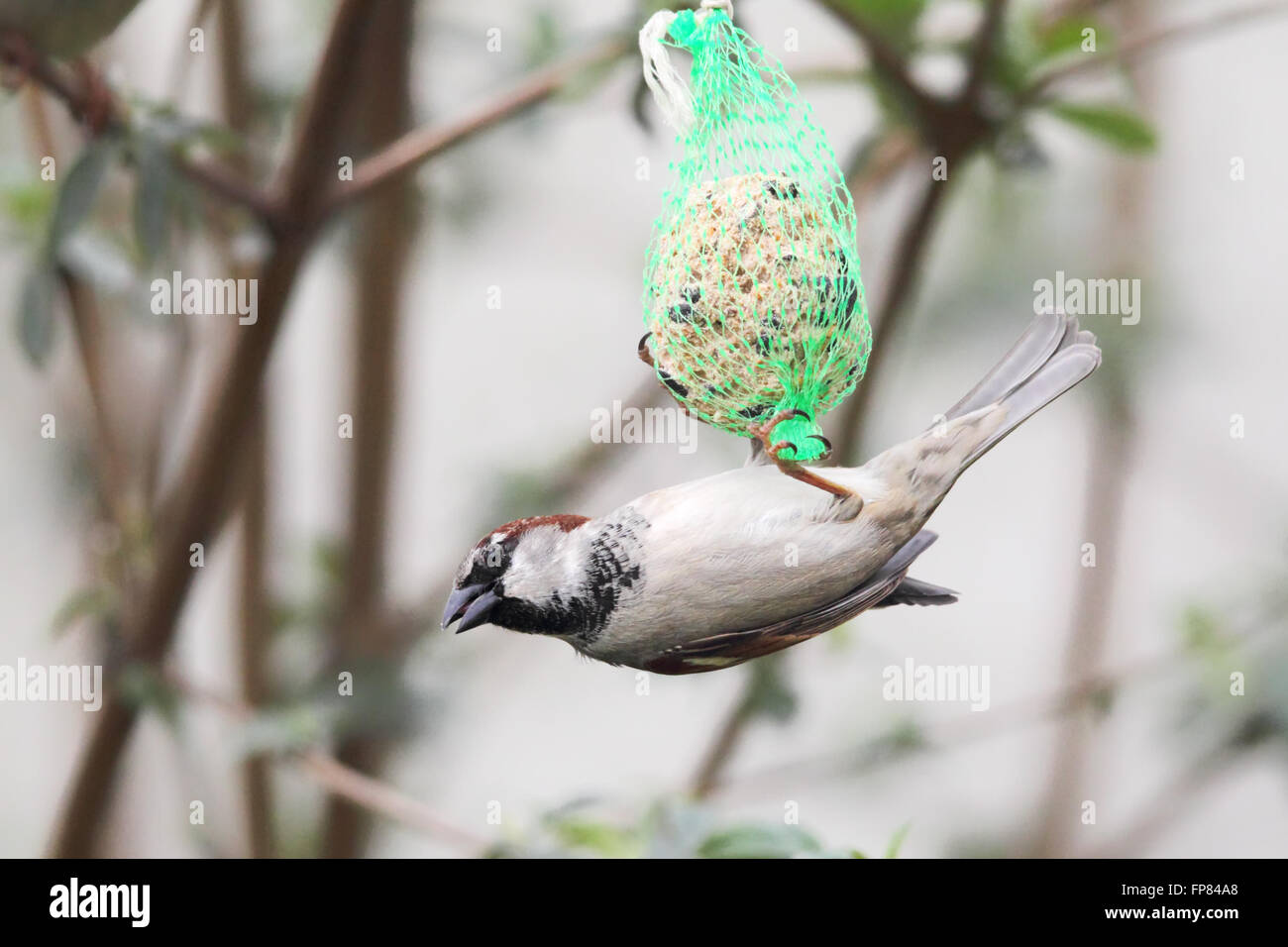 Fat house sparrow hi-res stock photography and images - Alamy