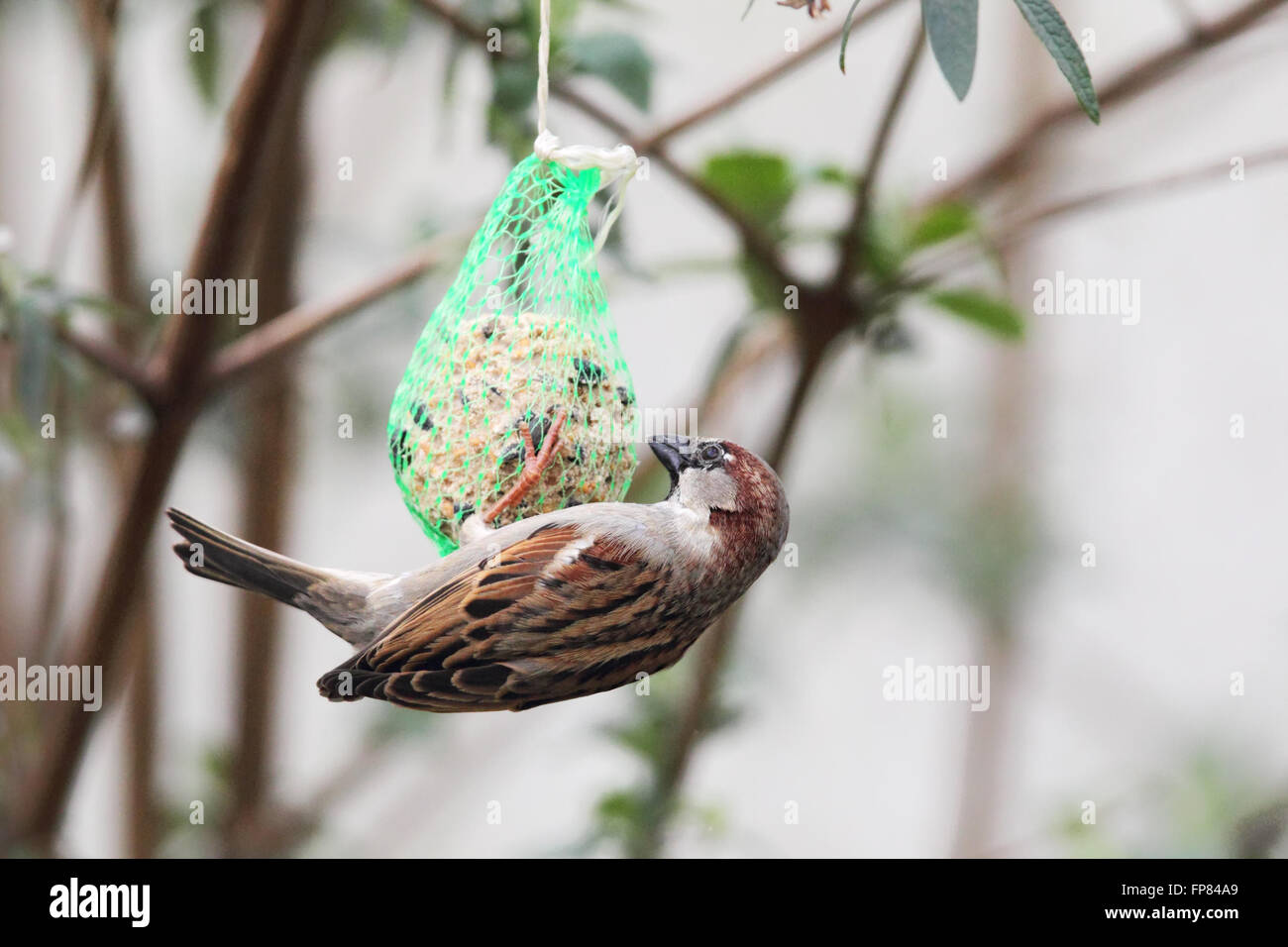House Sparrow (Passer domesticus) feeding on a fat ball in the garden ...