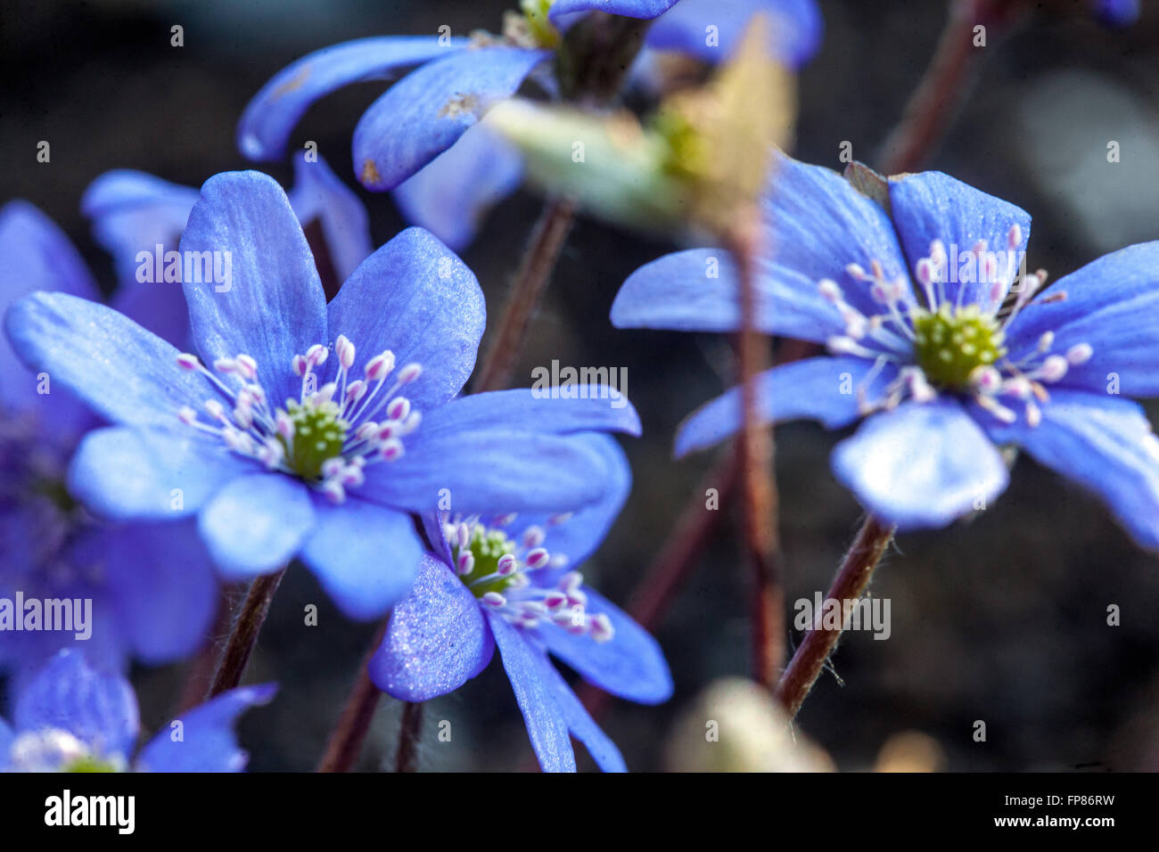 Kidneywort, Liverwort blue spring flowers Hepatica nobilis Stock Photo ...
