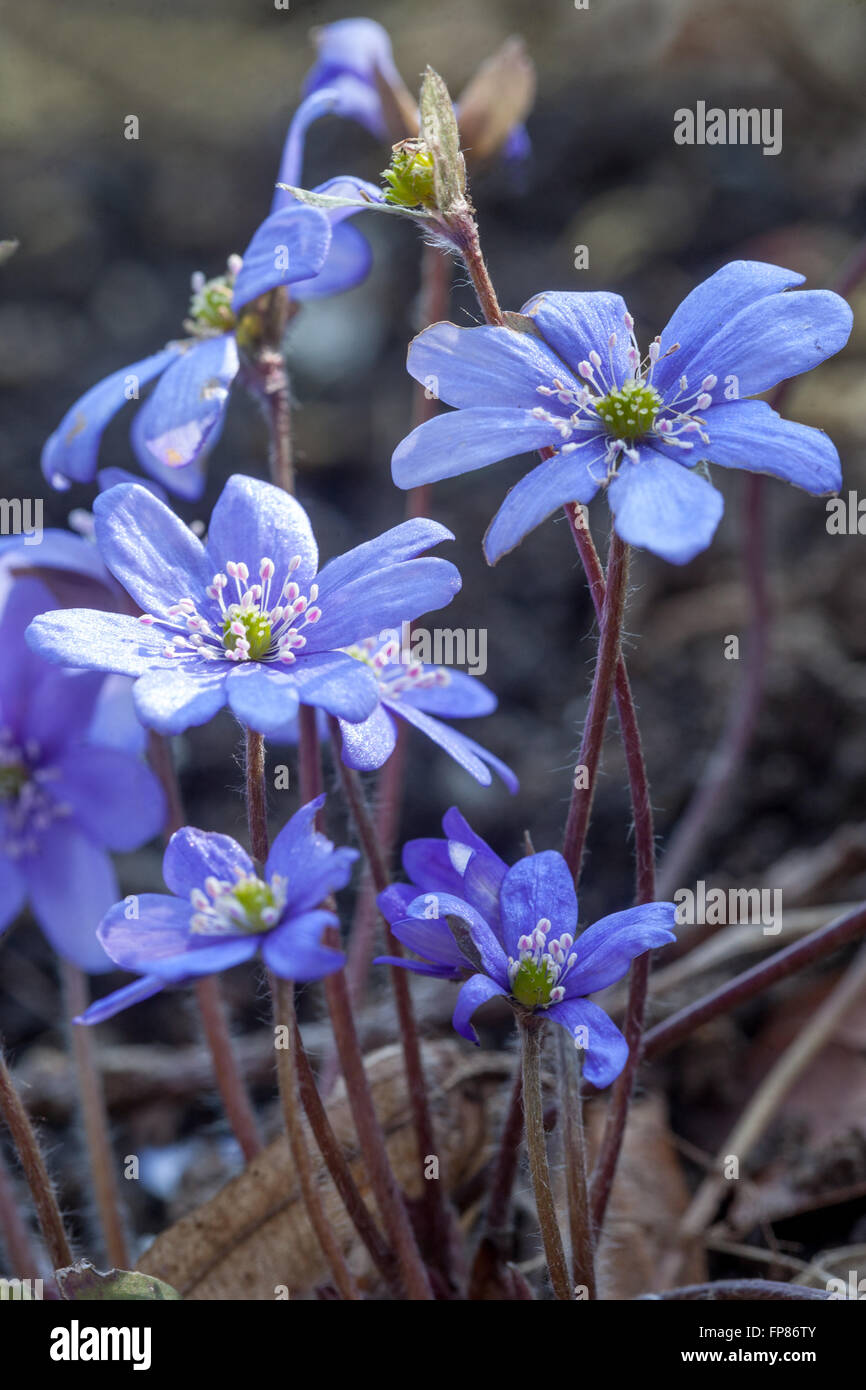 Hepatica hi-res stock photography and images - Alamy