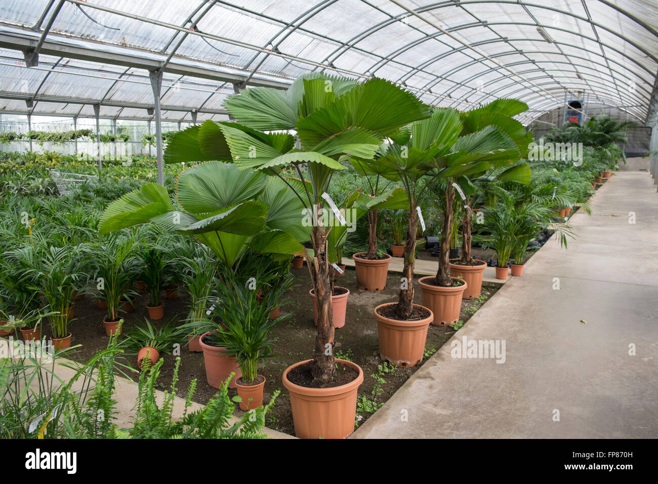 Licuala grandis hi-res stock photography and images - Alamy