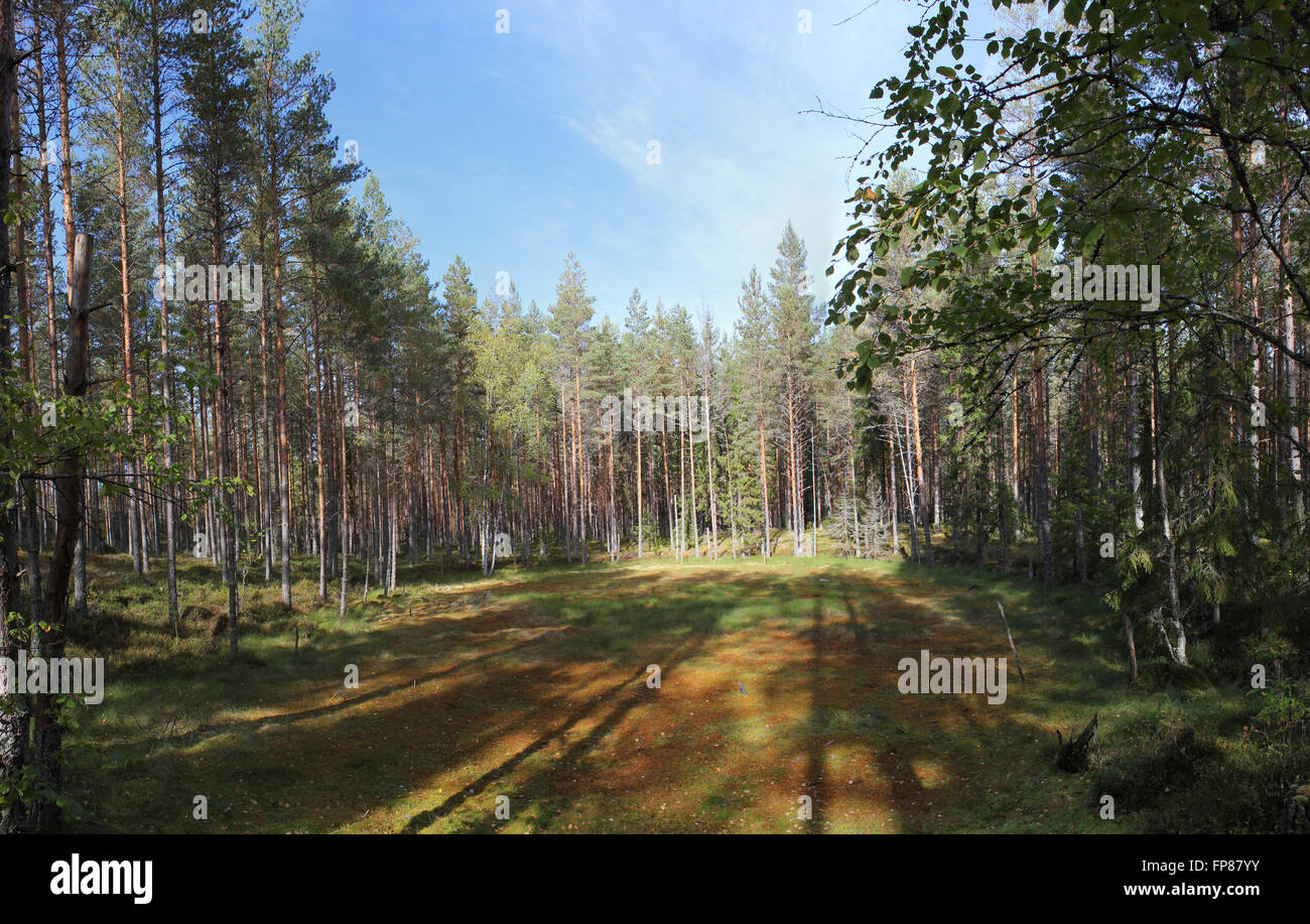 Clearing in swamp area hi-res stock photography and images - Alamy