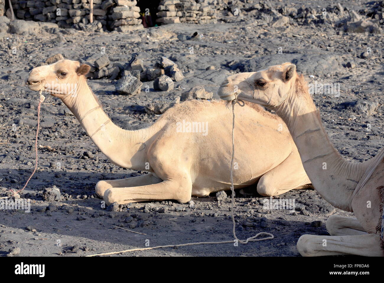 Camel load african desert hi-res stock photography and images - Alamy