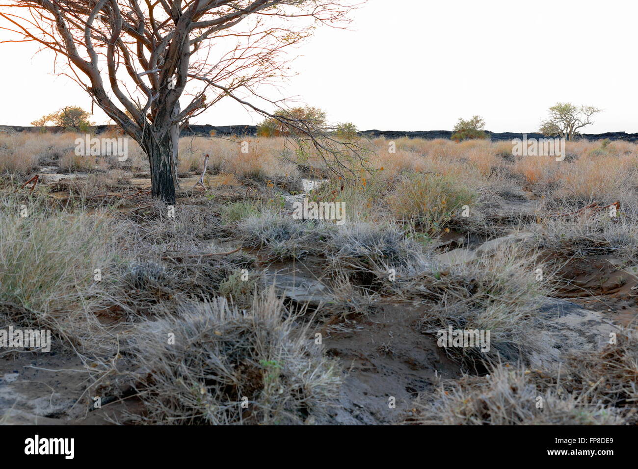 Shrubby land hi-res stock photography and images - Alamy
