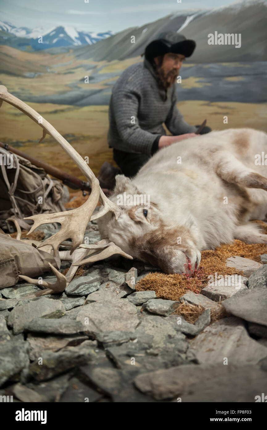 Display at the Polar museum showing a reindeer hunter in Svalbard ...