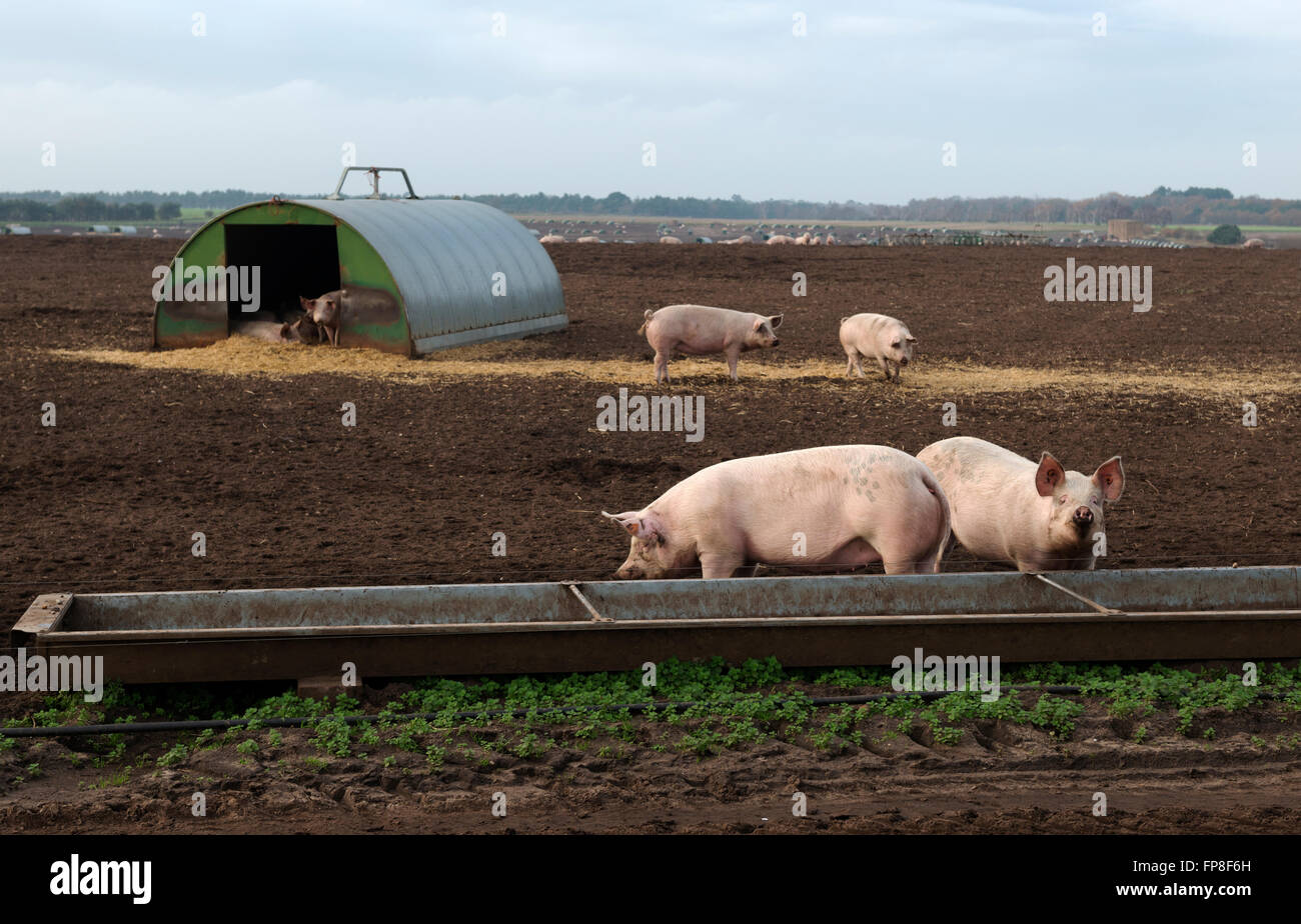 Free range pigs Stock Photo - Alamy