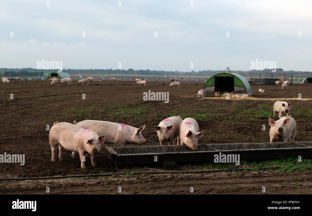 Free range pigs Stock Photo - Alamy